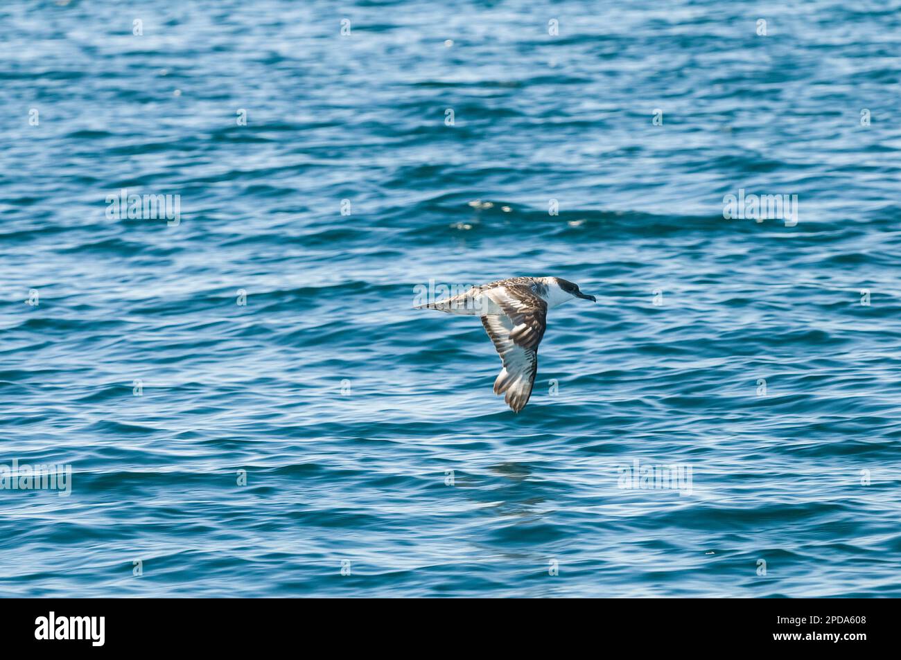 Petrel in flight on Antarctic waters, Antartica Stock Photo - Alamy