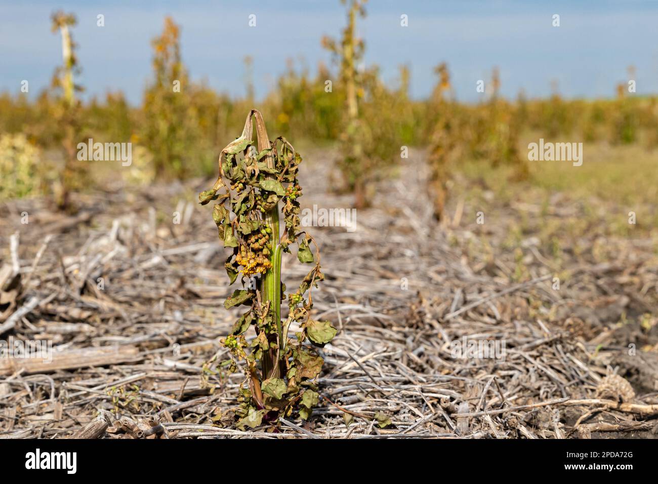 Wilting Butterweed weed after herbicide spraying in farm field. Weed ...