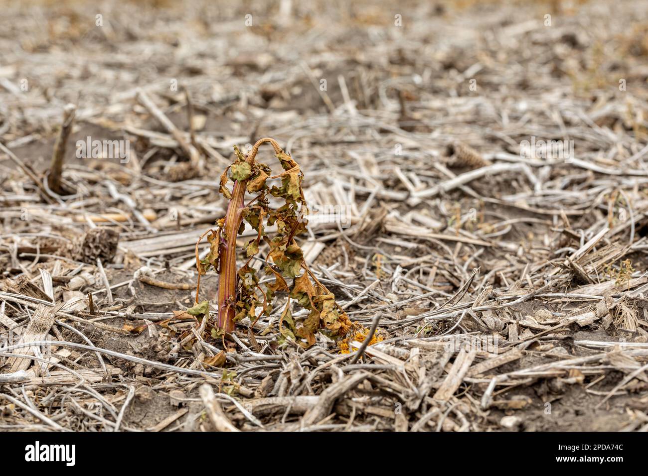Wilting Butterweed weed after herbicide spraying in farm field. Weed ...