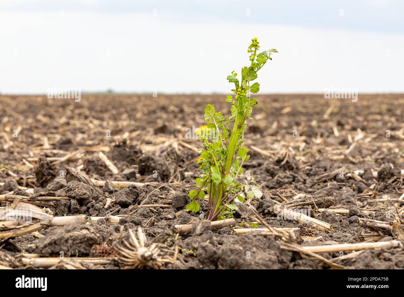 Butterweed plant growing in farm field during spring. Herbicide ...