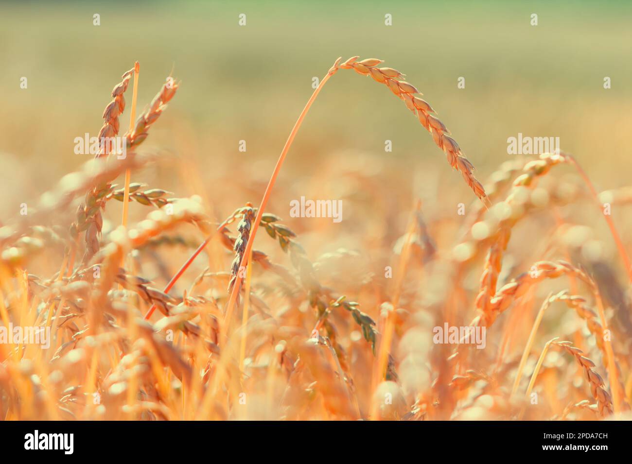 Life cycle of corn hi-res stock photography and images - Alamy
