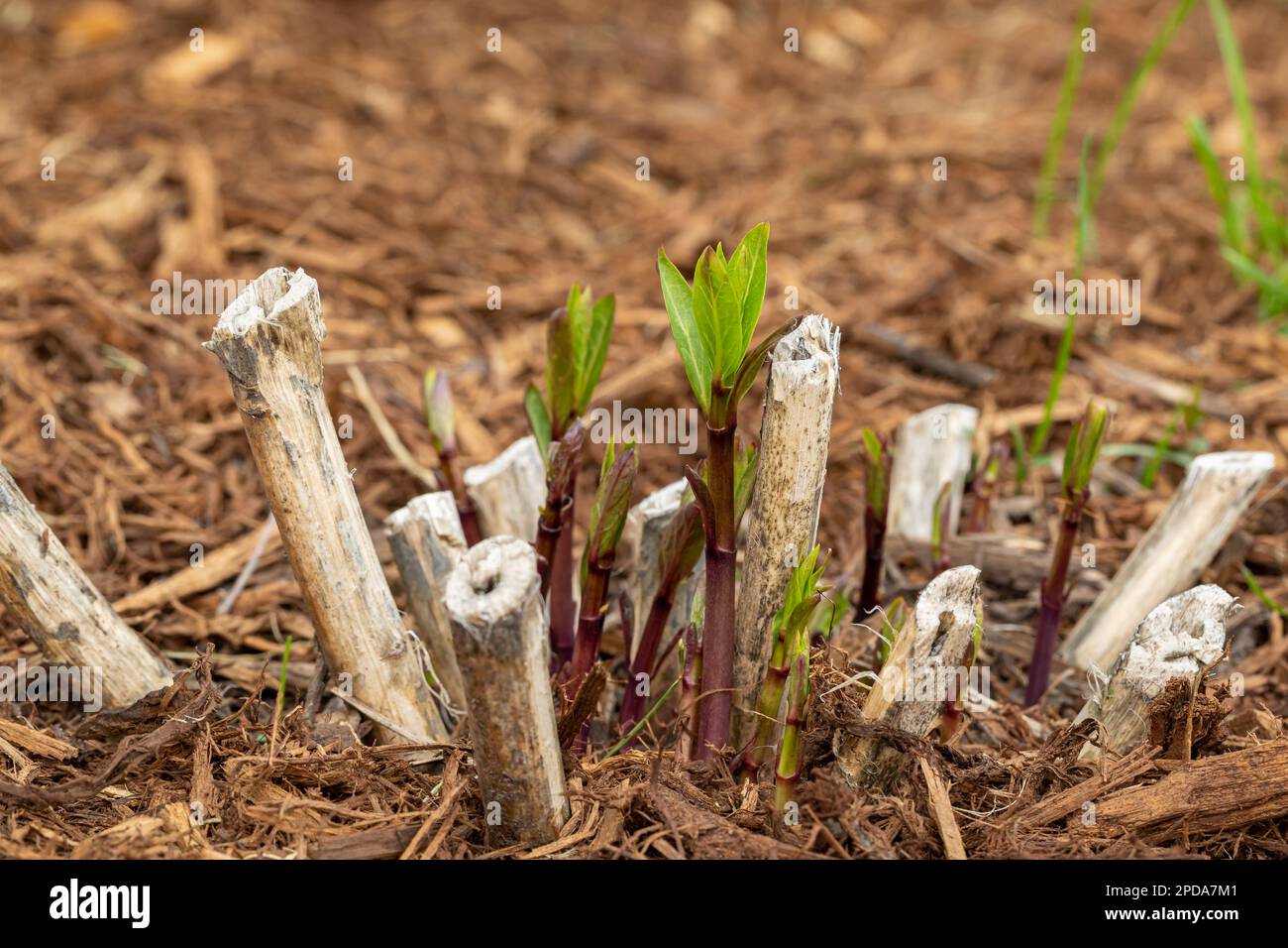 Swamp milkweed sprouting in flower garden during spring. Gardening ...