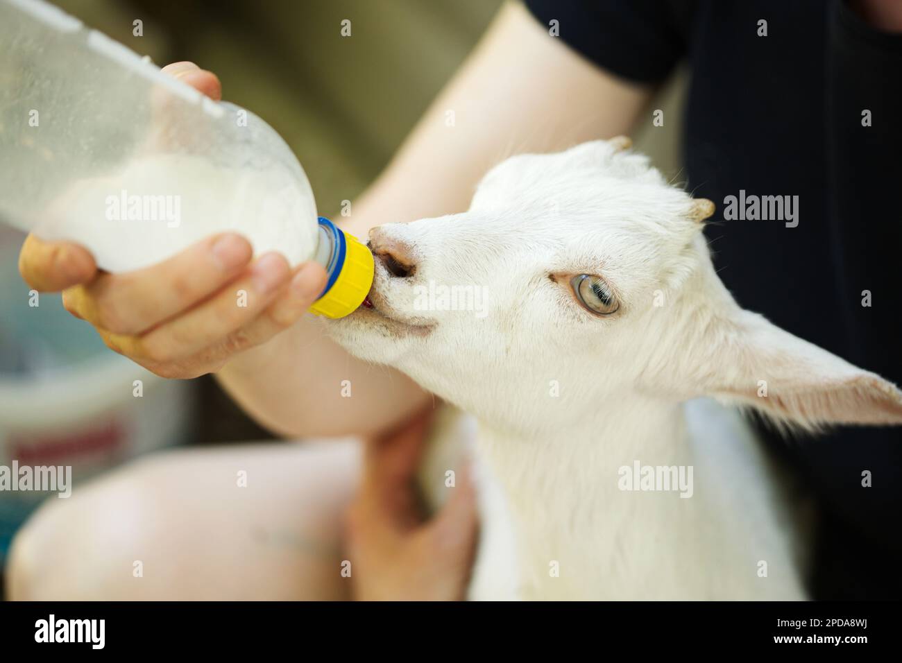 A baby goat drinking milk from a bottle on a small farm in Ontario ...