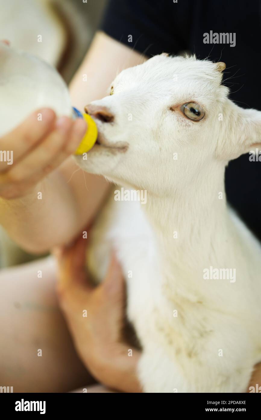 A baby goat drinking milk from a bottle on a small farm in Ontario ...