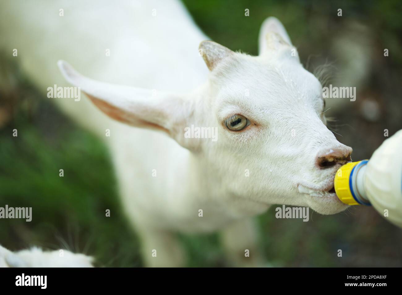 A baby goat drinking milk from a bottle on a small farm in Ontario ...