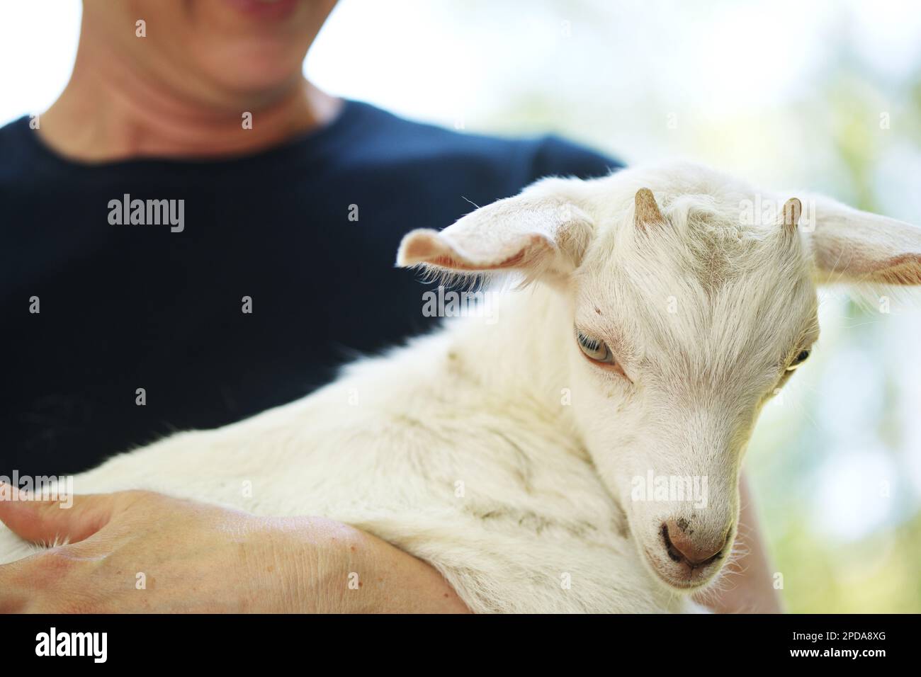 Goat of arms hi-res stock photography and images - Alamy