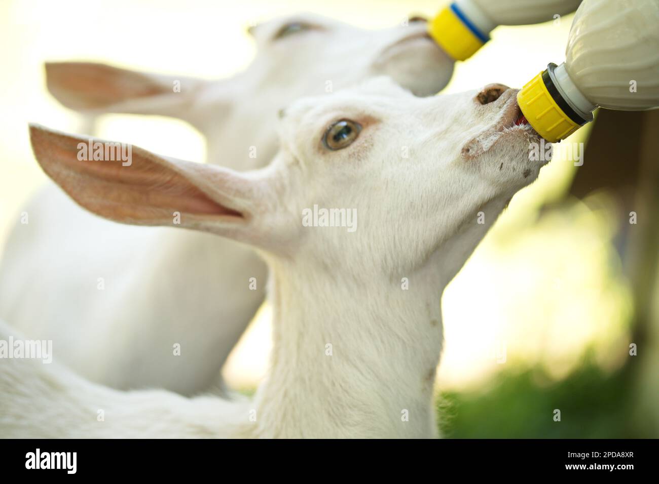 A baby goat drinking milk from a bottle on a small farm in Ontario ...