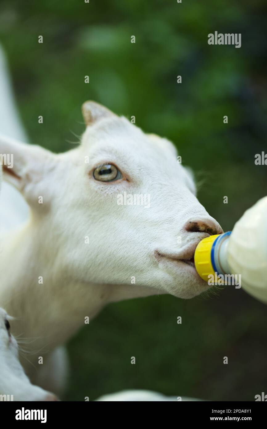 A baby goat drinking milk from a bottle on a small farm in Ontario ...