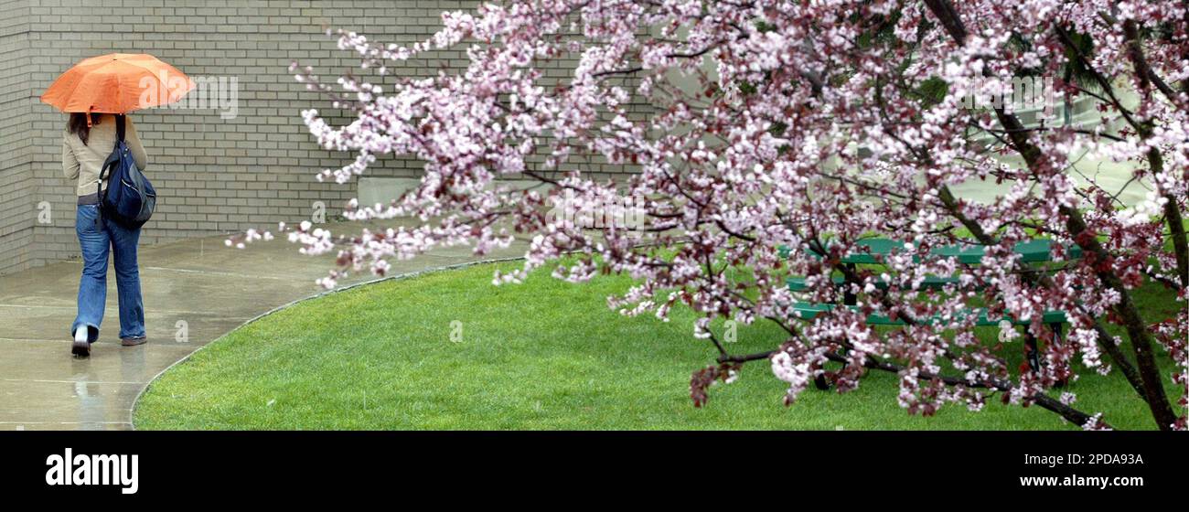 An Olympic College student walks past a flowering fruit tree toward the ...