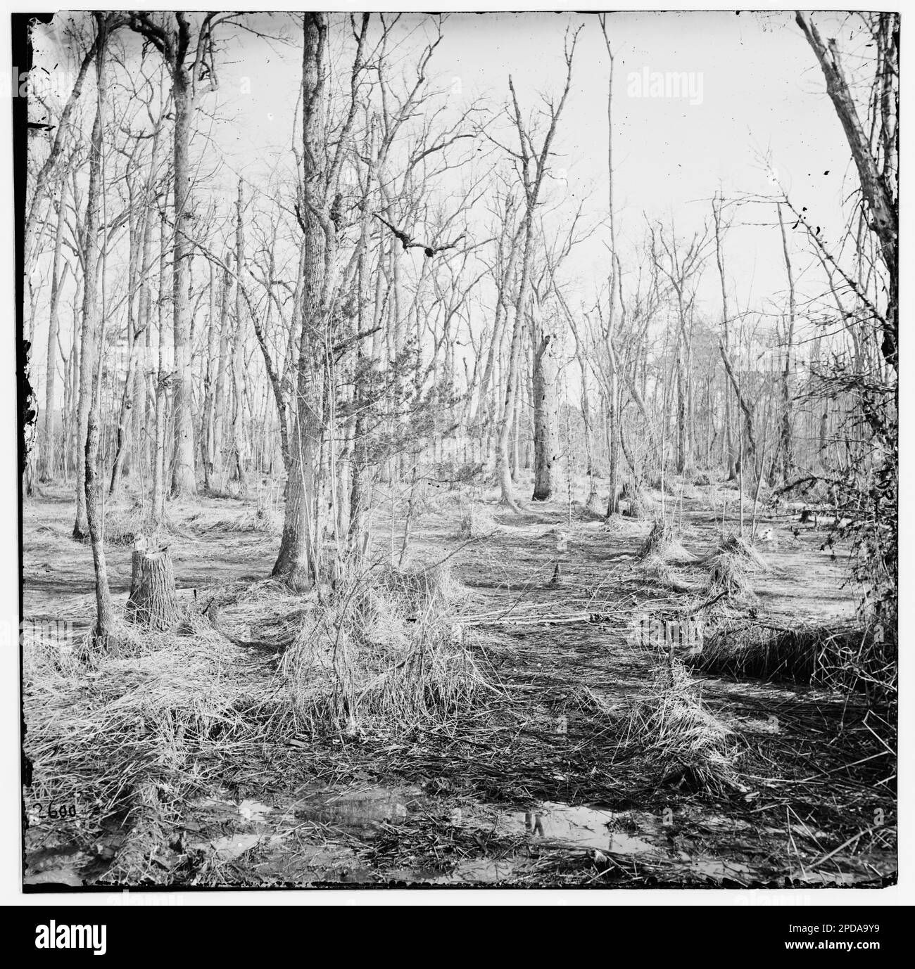 Point of Rocks, Virginia (vicinity). Swamp on Appomattox River. Civil ...
