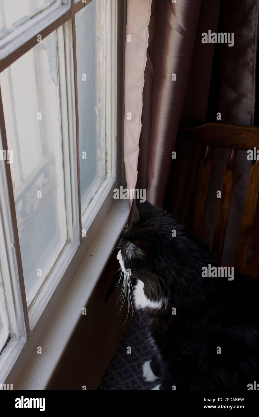 Cat looking out of the window Stock Photo - Alamy