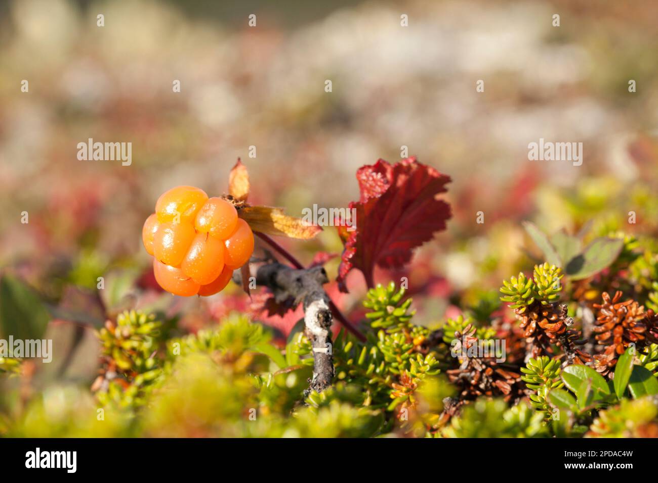 Ripe berries, cloud-berry, and bake-apple on the ground. Rubus ...