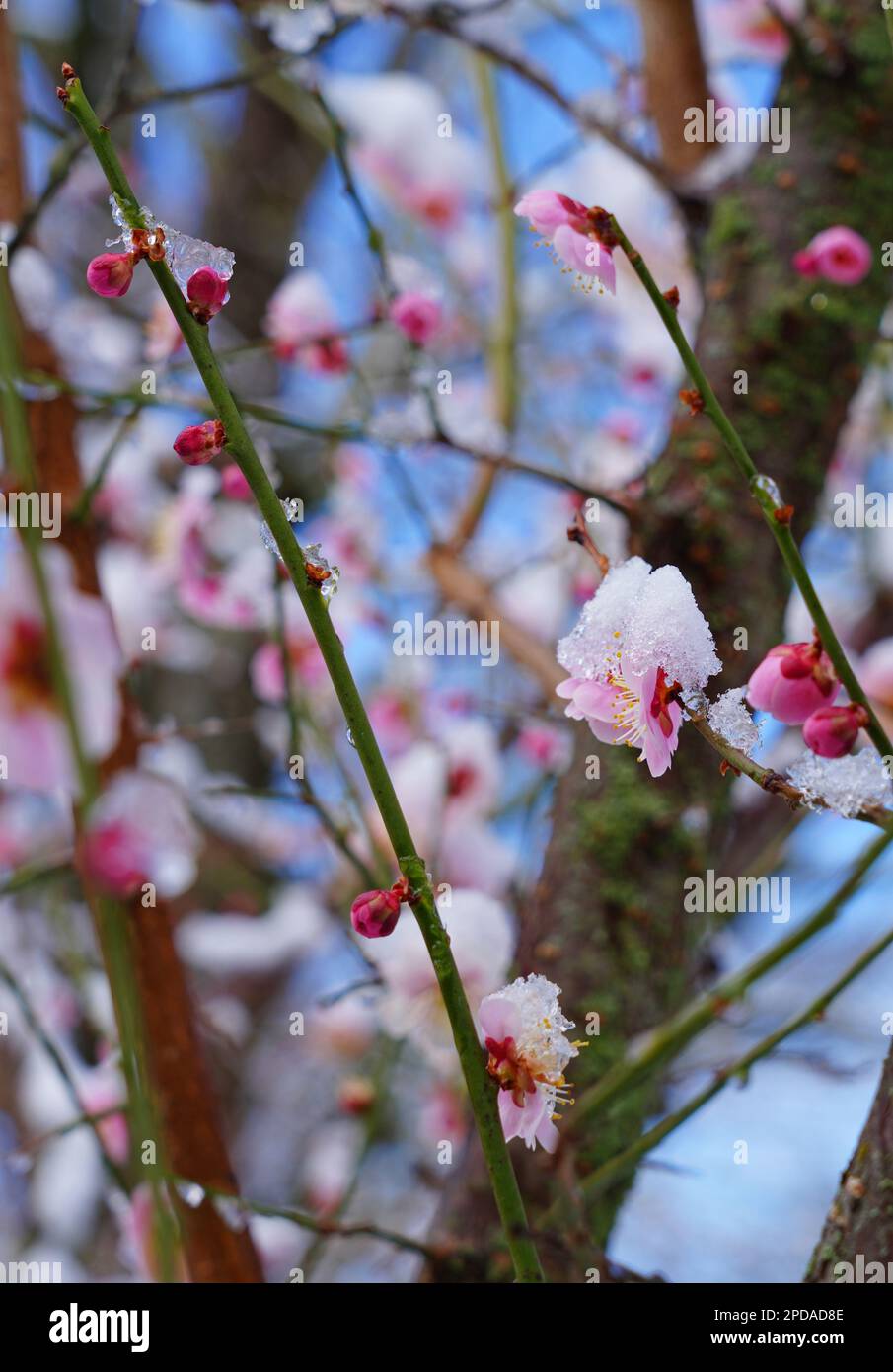 Snow and ice on the pink flower blooms of the Japanese ume apricot tree ...