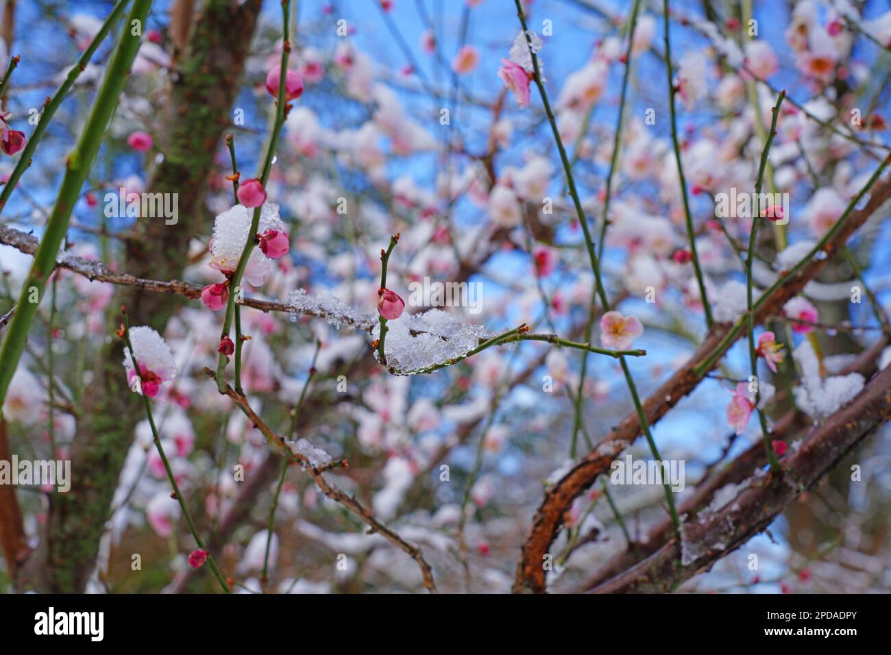 Snow and ice on the pink flower blooms of the Japanese ume apricot tree ...