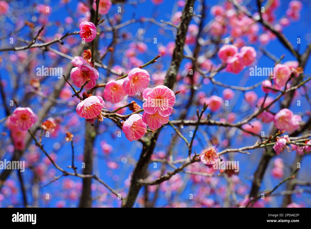 Snow and ice on the pink flower blooms of the Japanese ume apricot tree ...