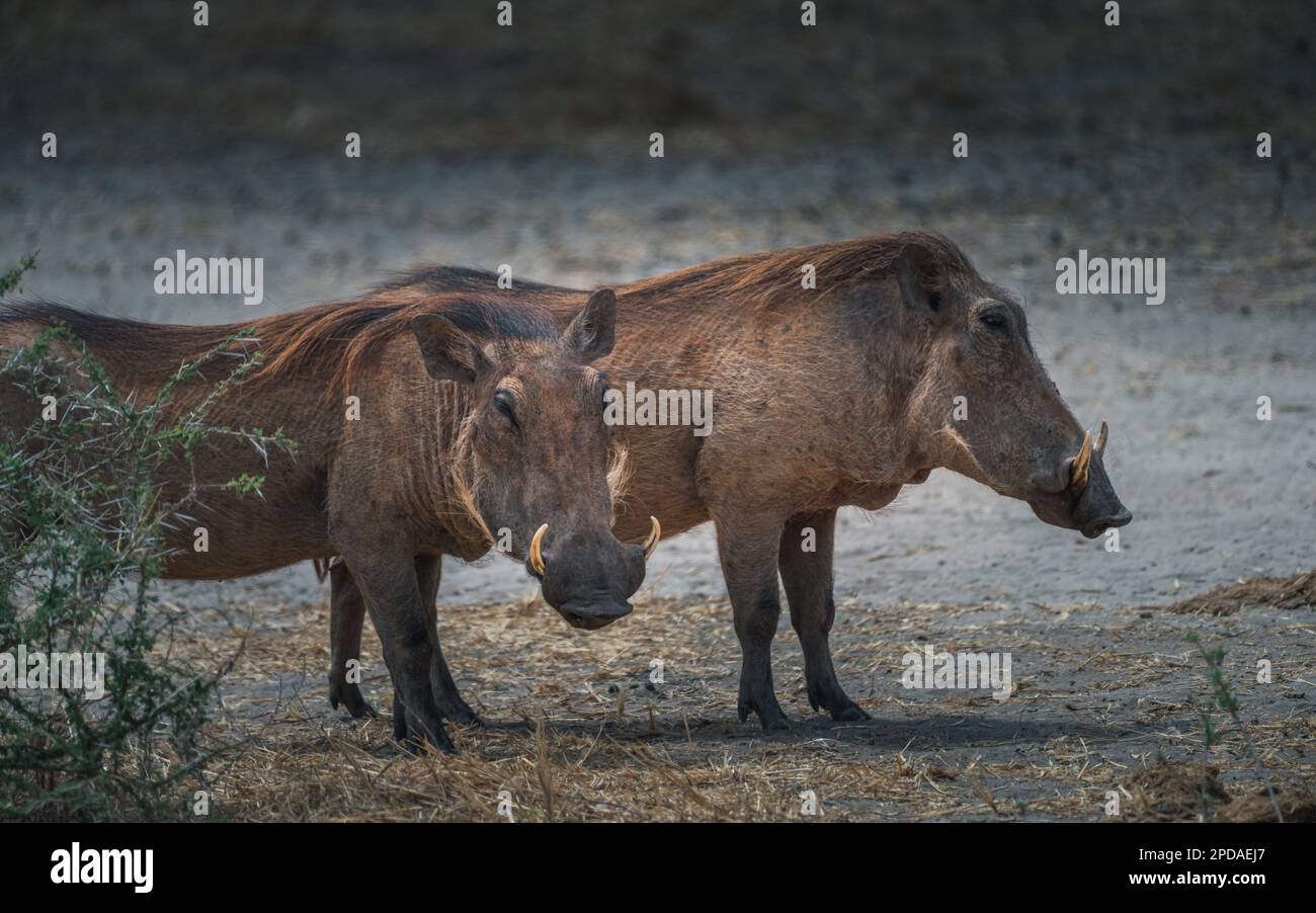 Wild boar field animals in wild hi-res stock photography and images - Alamy