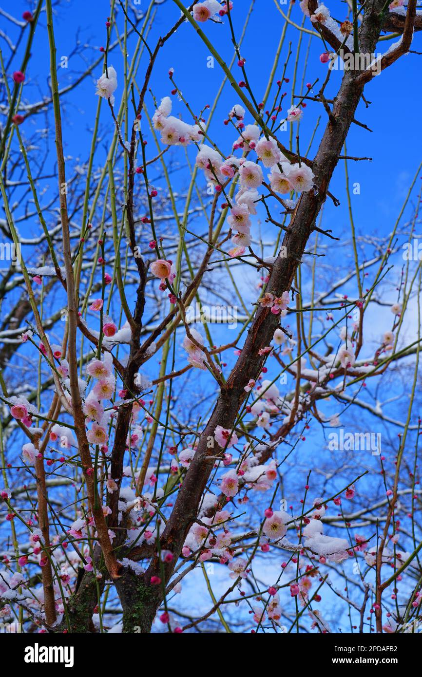 Snow and ice on the pink flower blooms of the Japanese ume apricot tree ...