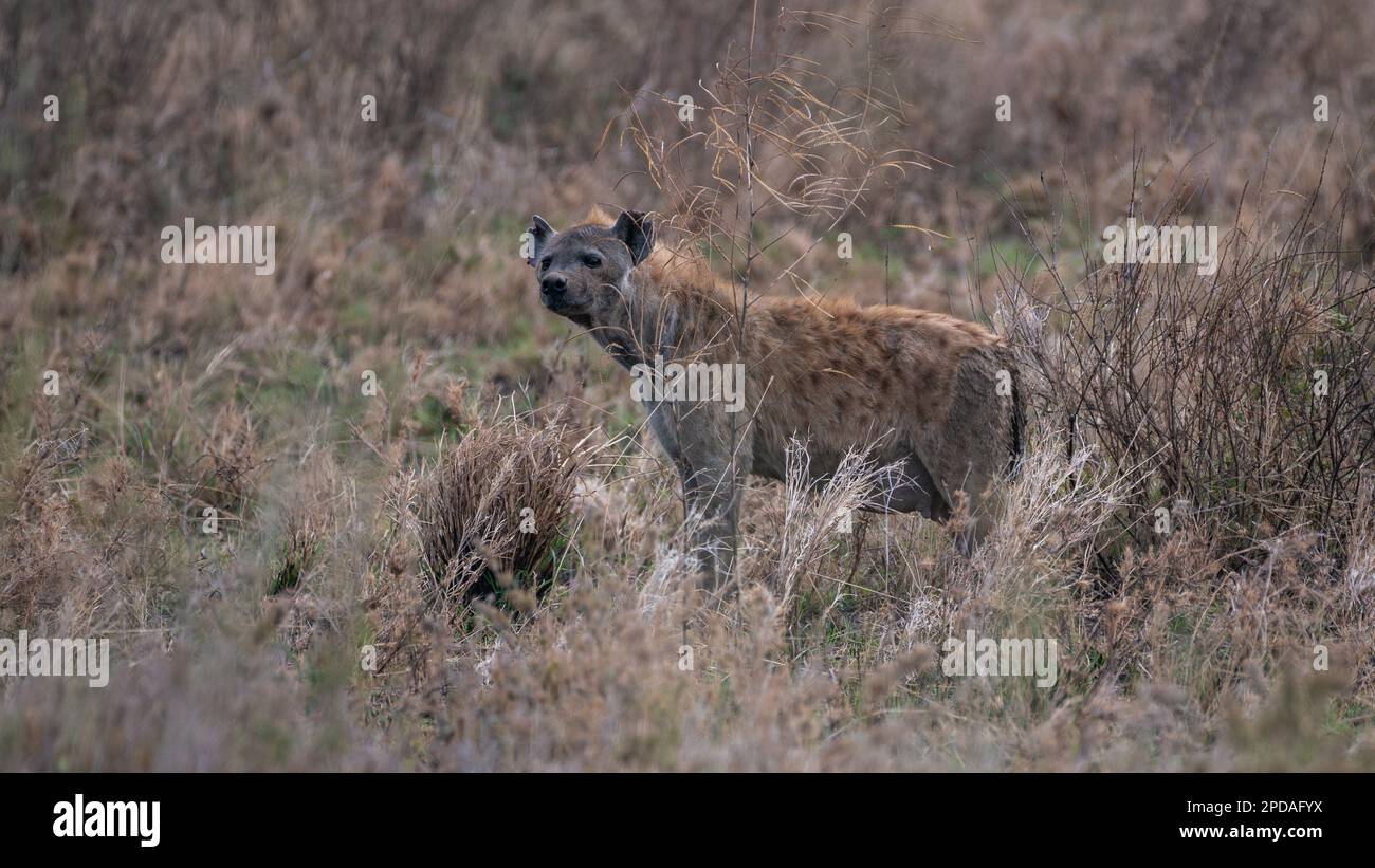 Hyena spotted hyena hyena sitting hi-res stock photography and images ...
