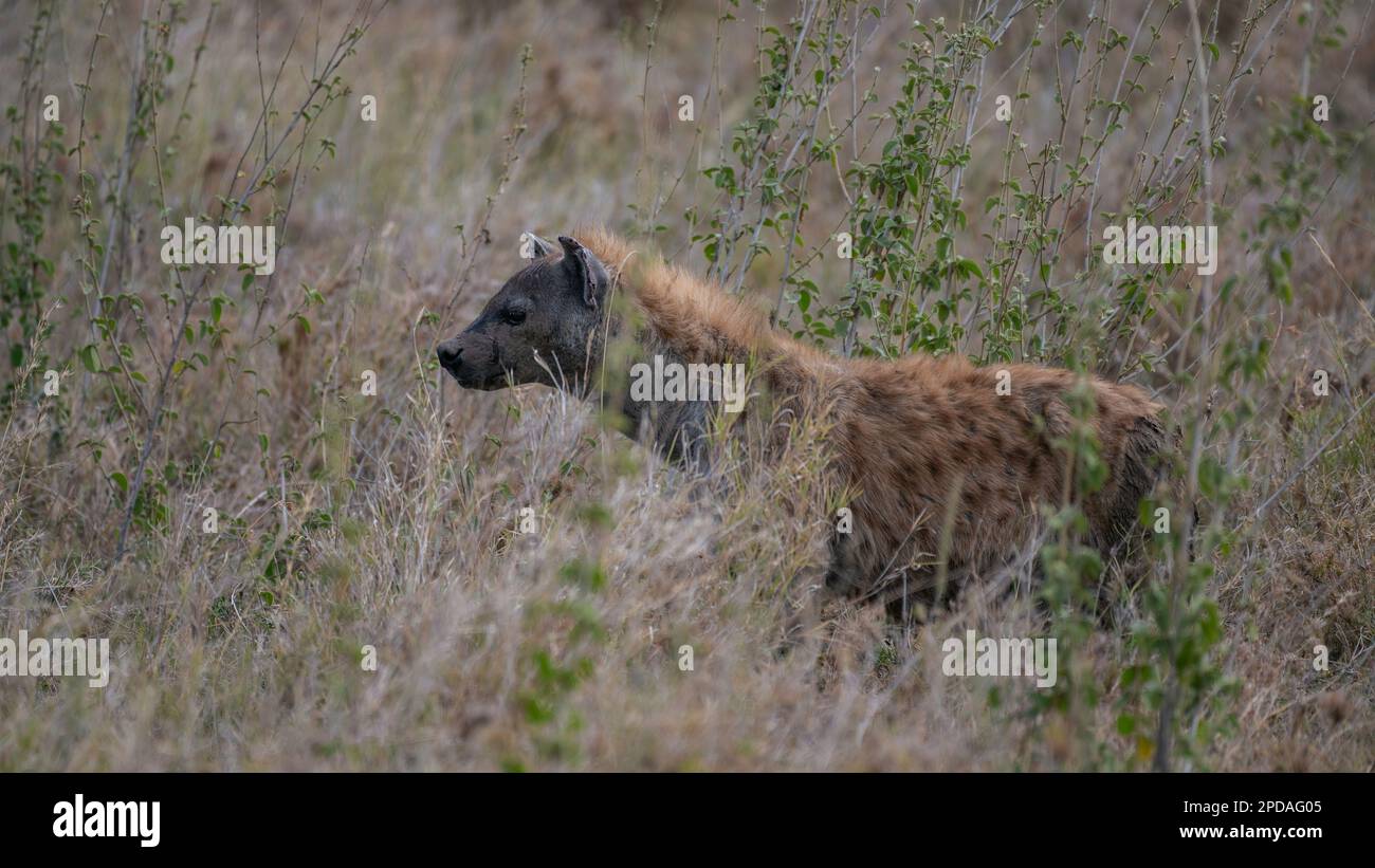 Hyena spotted hyena hyena sitting hi-res stock photography and images ...