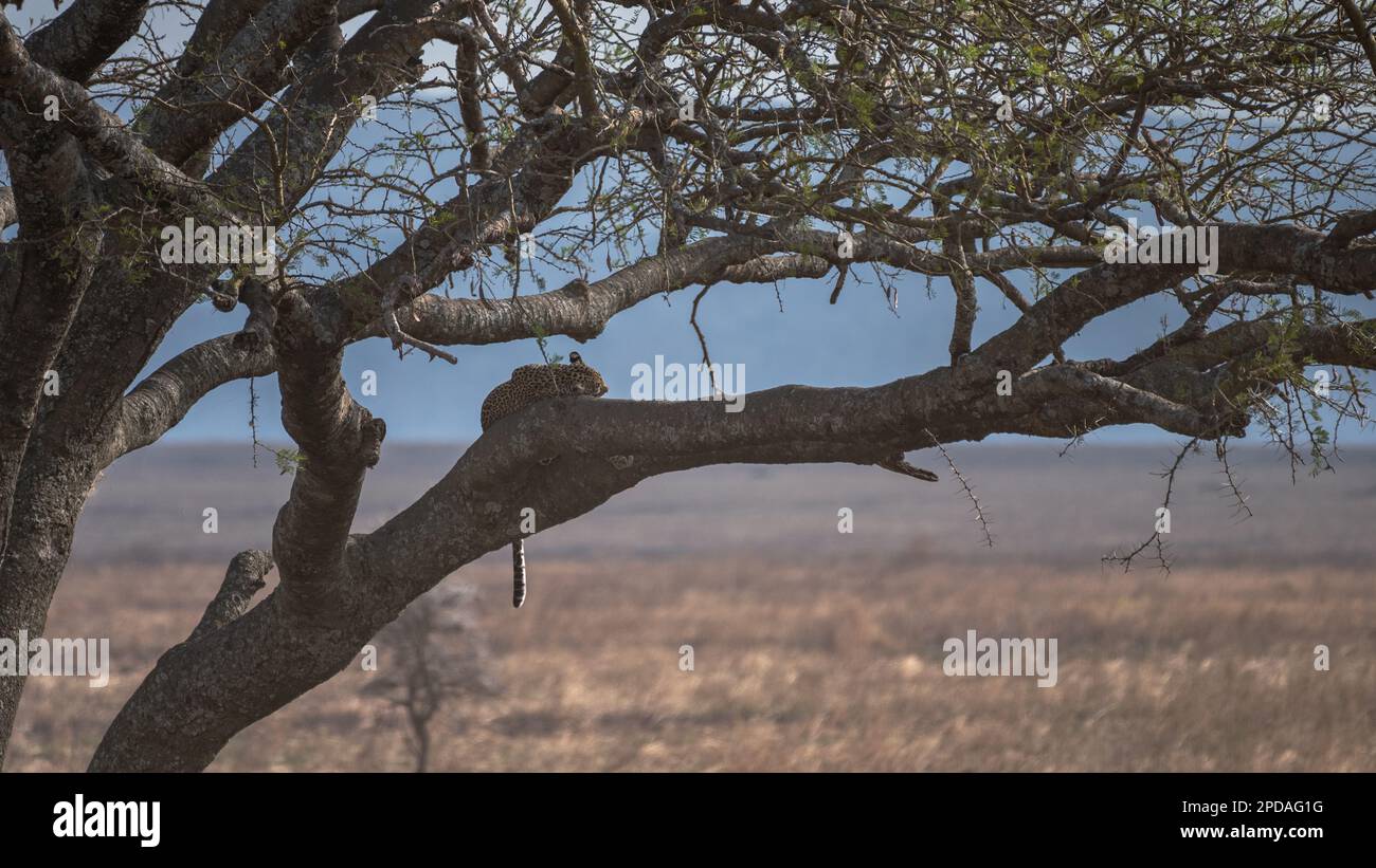 African leopards in tree hi-res stock photography and images - Alamy