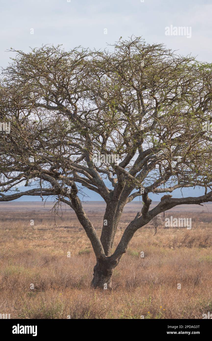 Serengeti tanzania leopard tree hi-res stock photography and images - Alamy