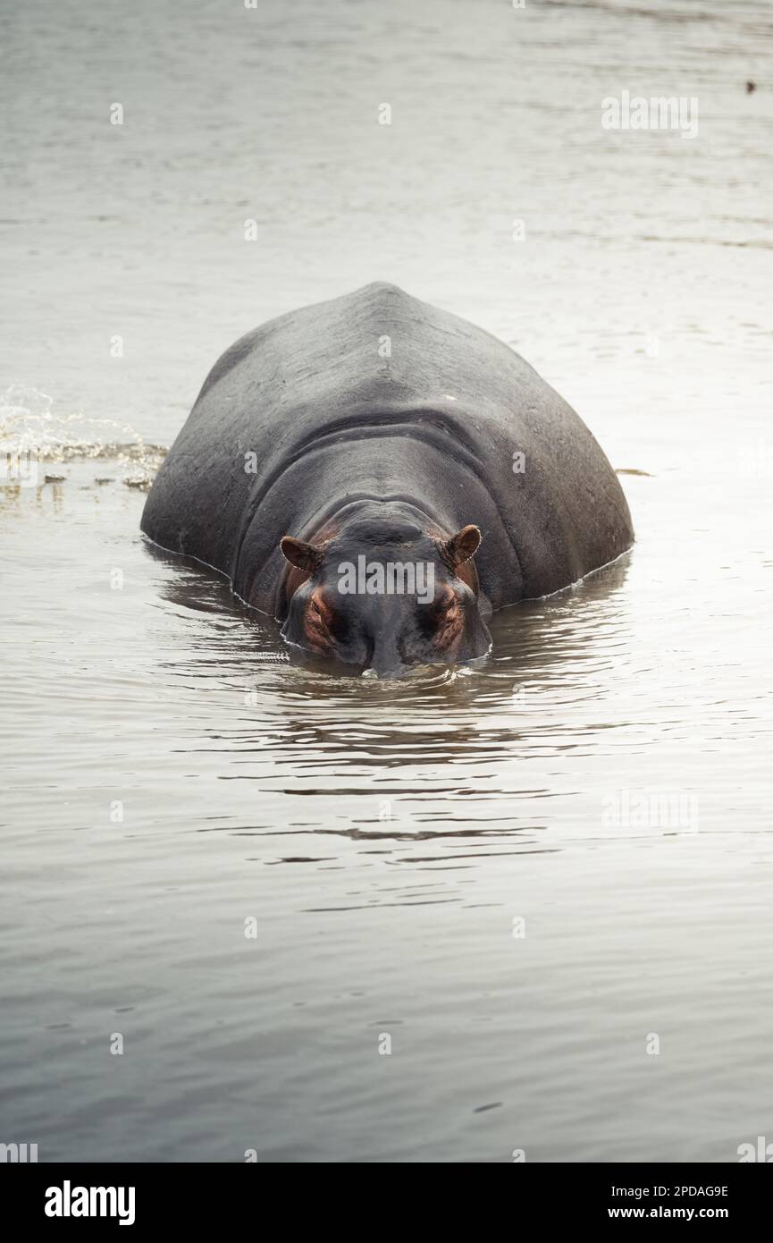 Threatening stare hi-res stock photography and images - Alamy