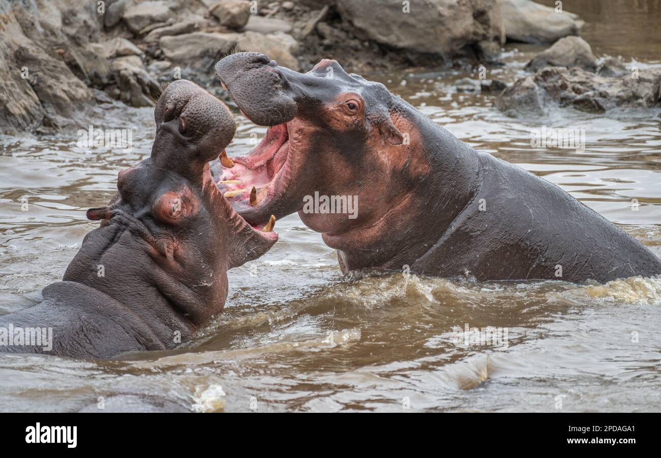 Fighting with teeth hi-res stock photography and images - Alamy
