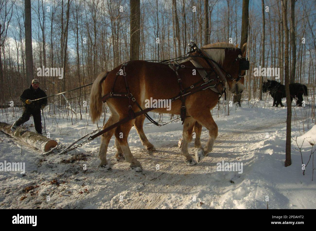 ROUTE TO DETROIT-Kevin Burr uses his horses Buster and Barney to pull a ...