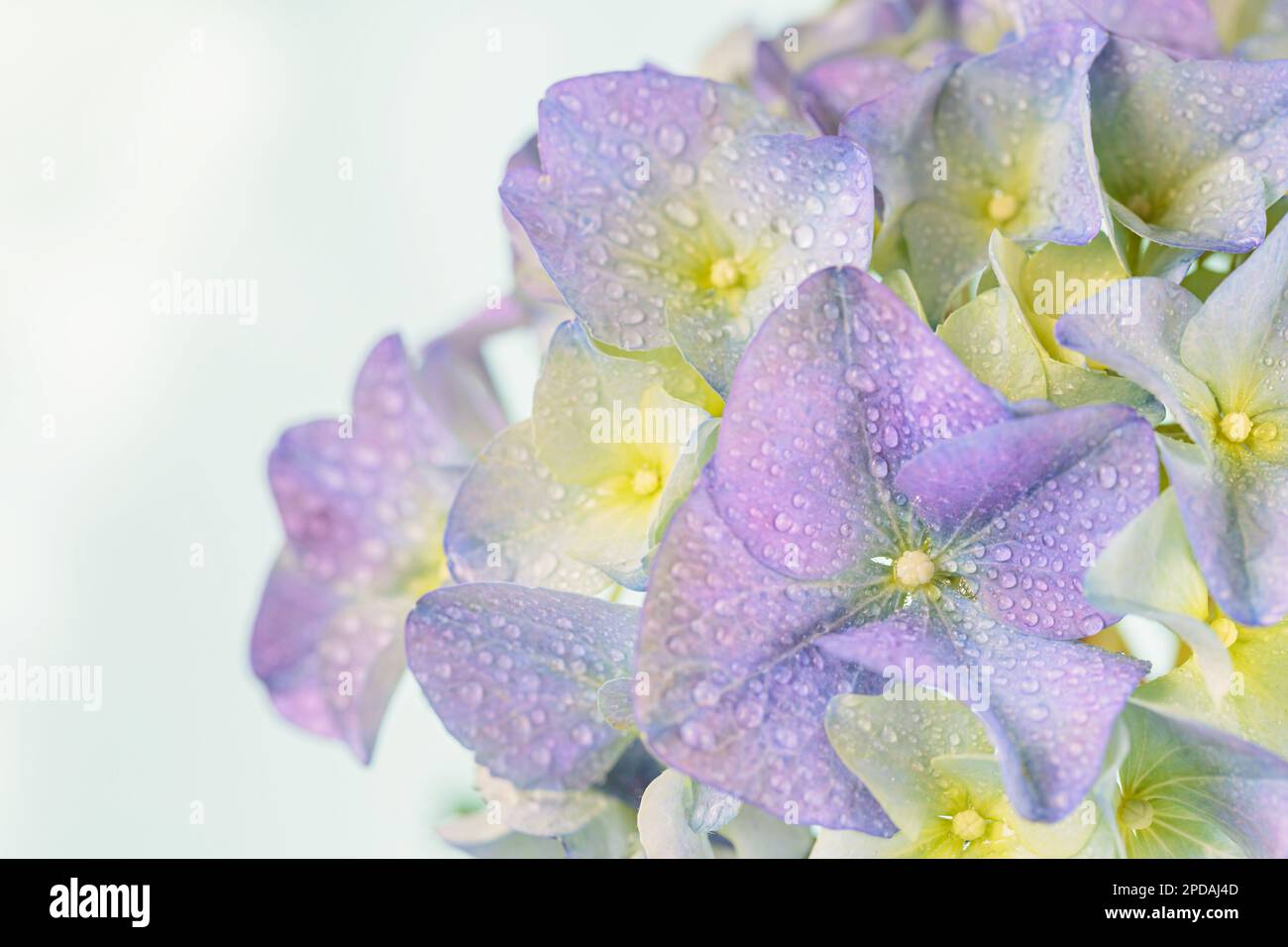 Spring Nature background with blooming hydrangea flowers Stock Photo ...