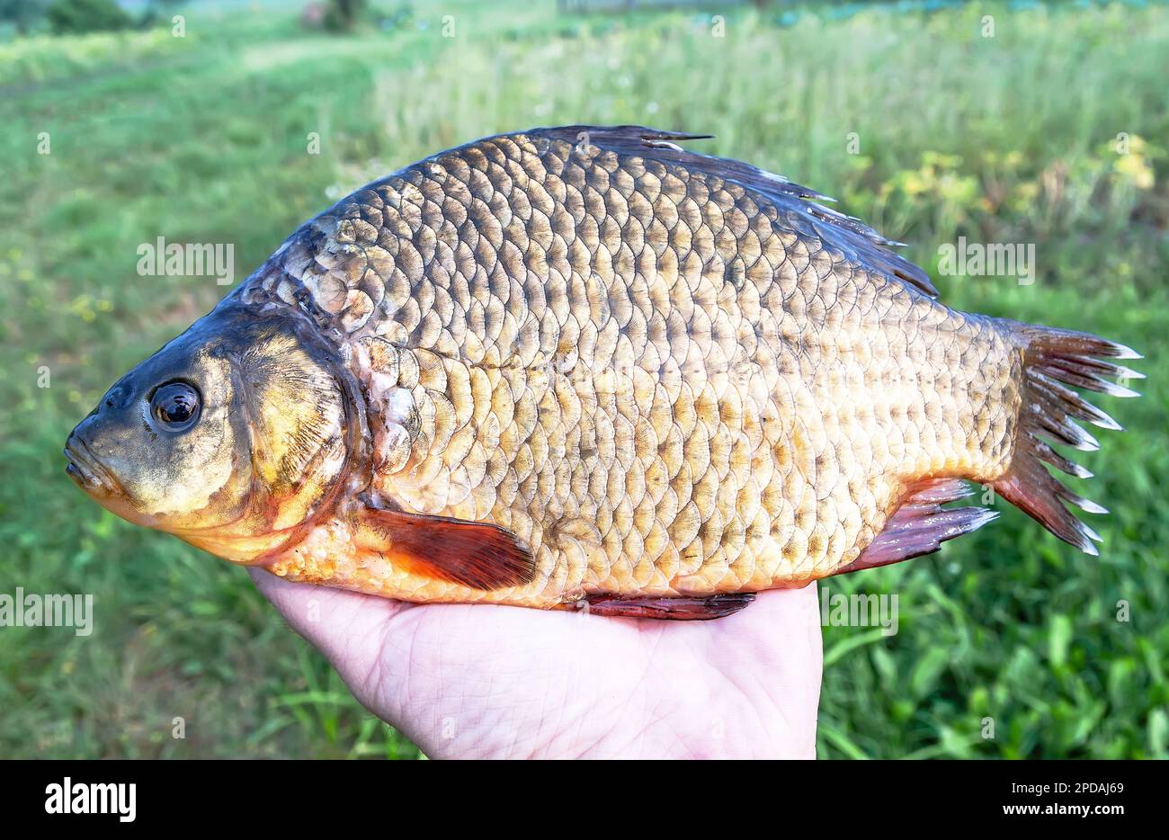Golden crucian carp hi-res stock photography and images - Alamy