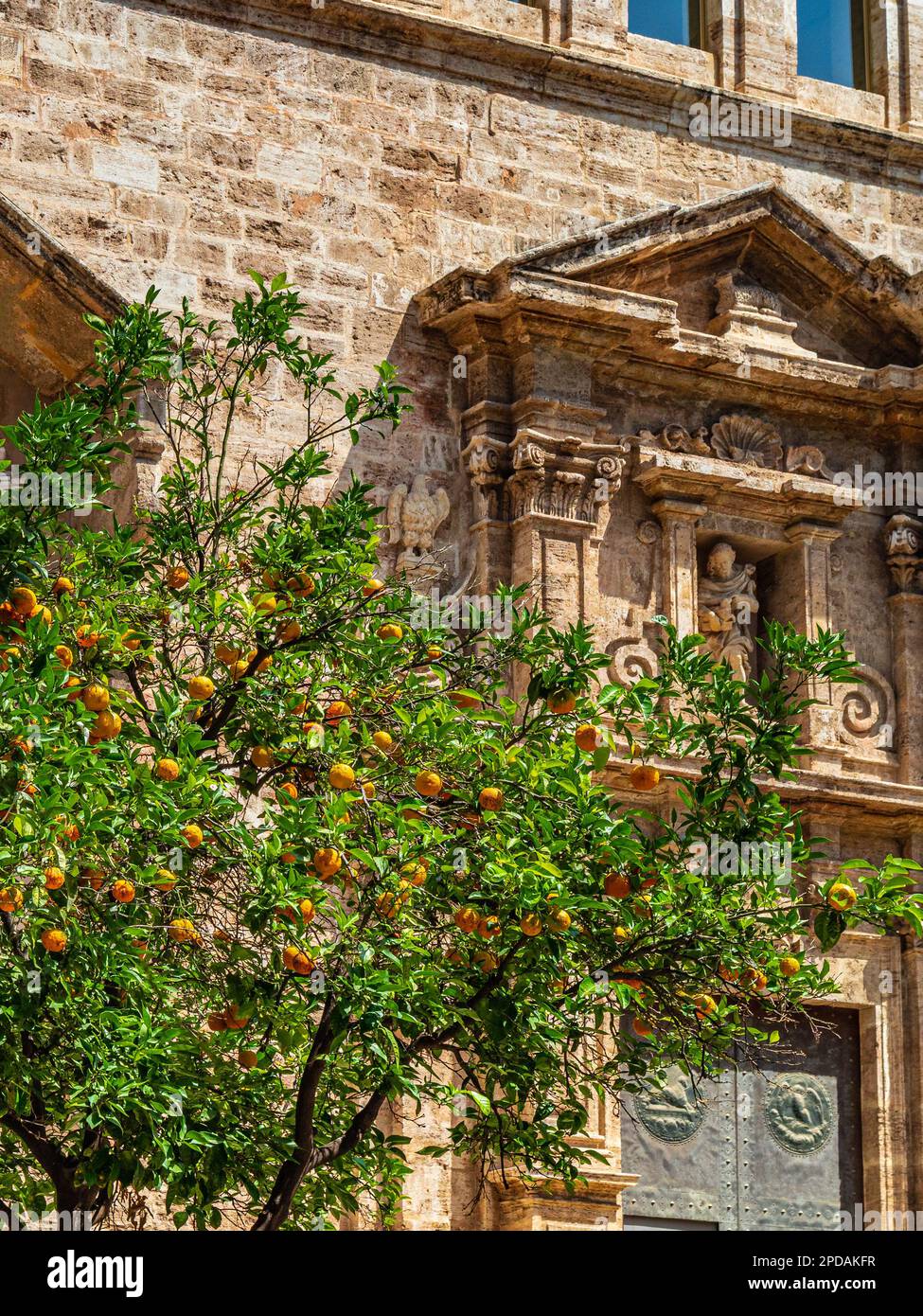 Orange tree growing on the streets in the historic centre of Valencia ...