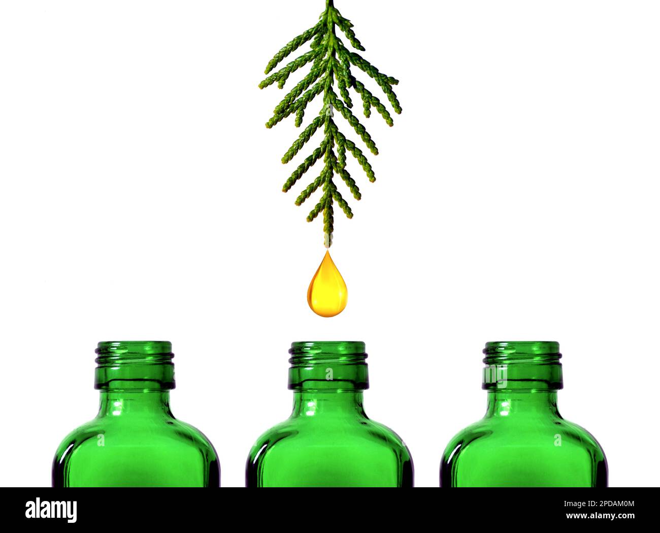 yellow natural oil droplet dripping from green thuja twig into small ...