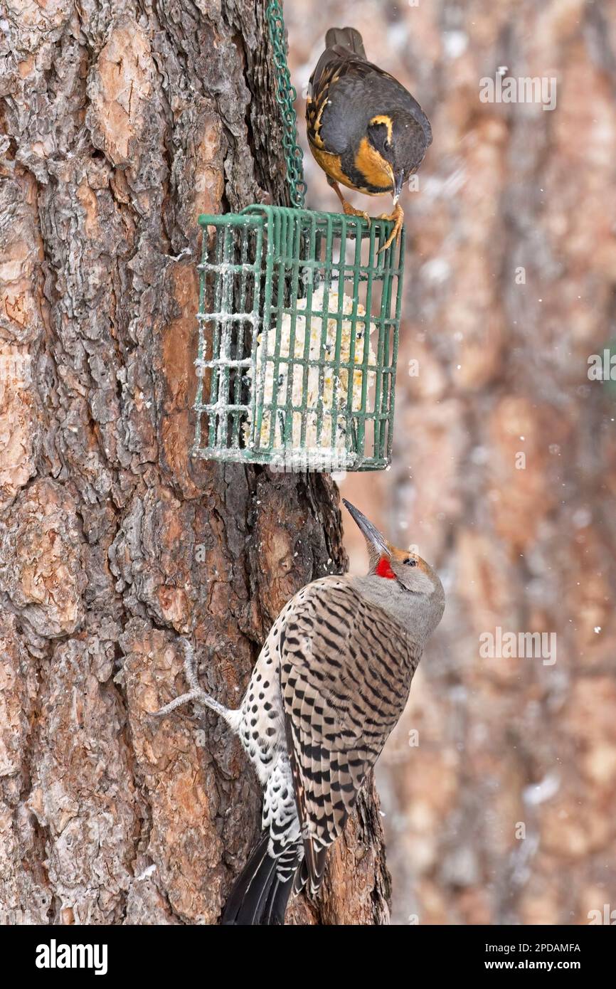 A varied thrush and a northern flicker share a suet feeder in north ...