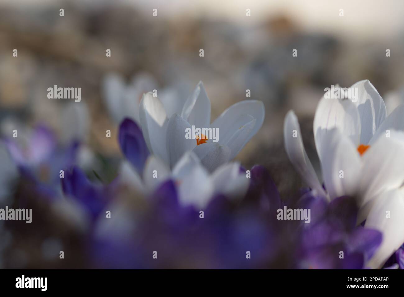 Macro photography of crocus in spring time Stock Photo - Alamy