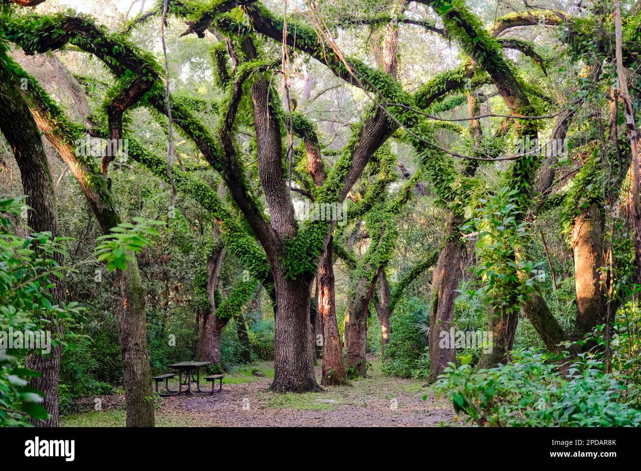 Oak trees with plants on limbs in a forest of the Greynolds Urban Park ...