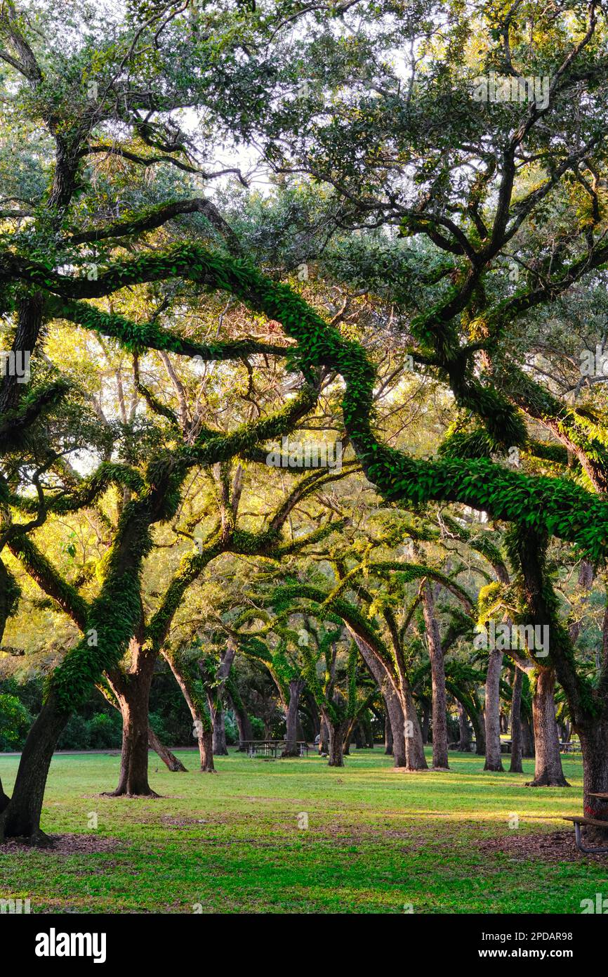 Oak trees with plants on limbs in a forest of the Greynolds Urban Park ...
