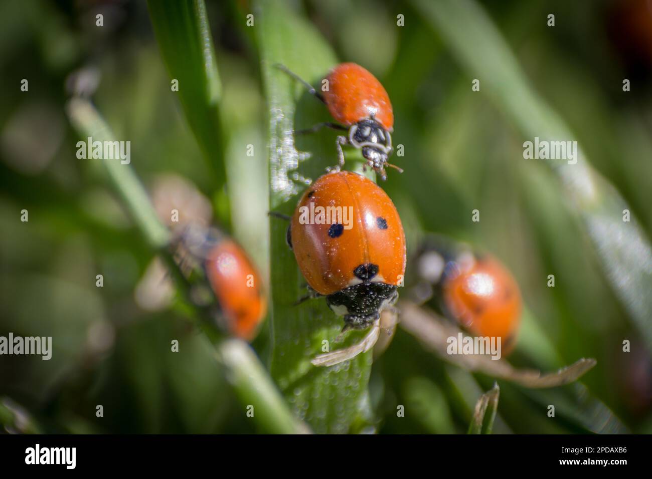 Ladybugs on blade grass hi-res stock photography and images - Alamy
