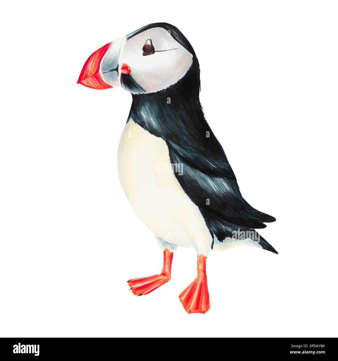 Watercolor puffin bird isolated on white background. Hand painting ...