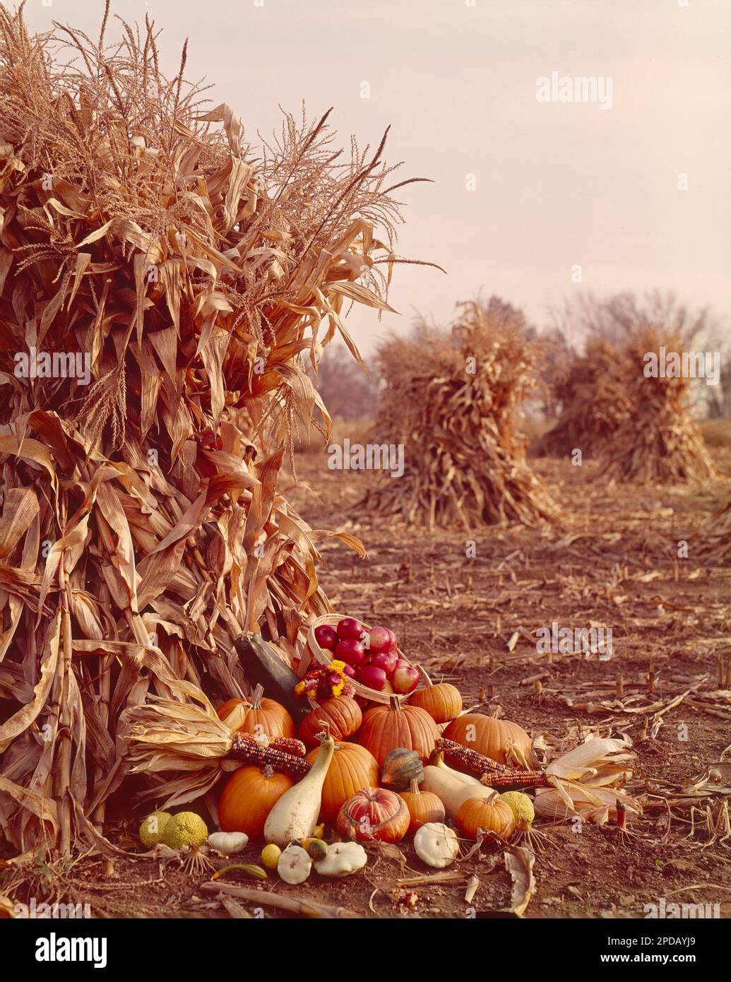 Fall/autumn harvest still life out in the cornfield Stock Photo - Alamy