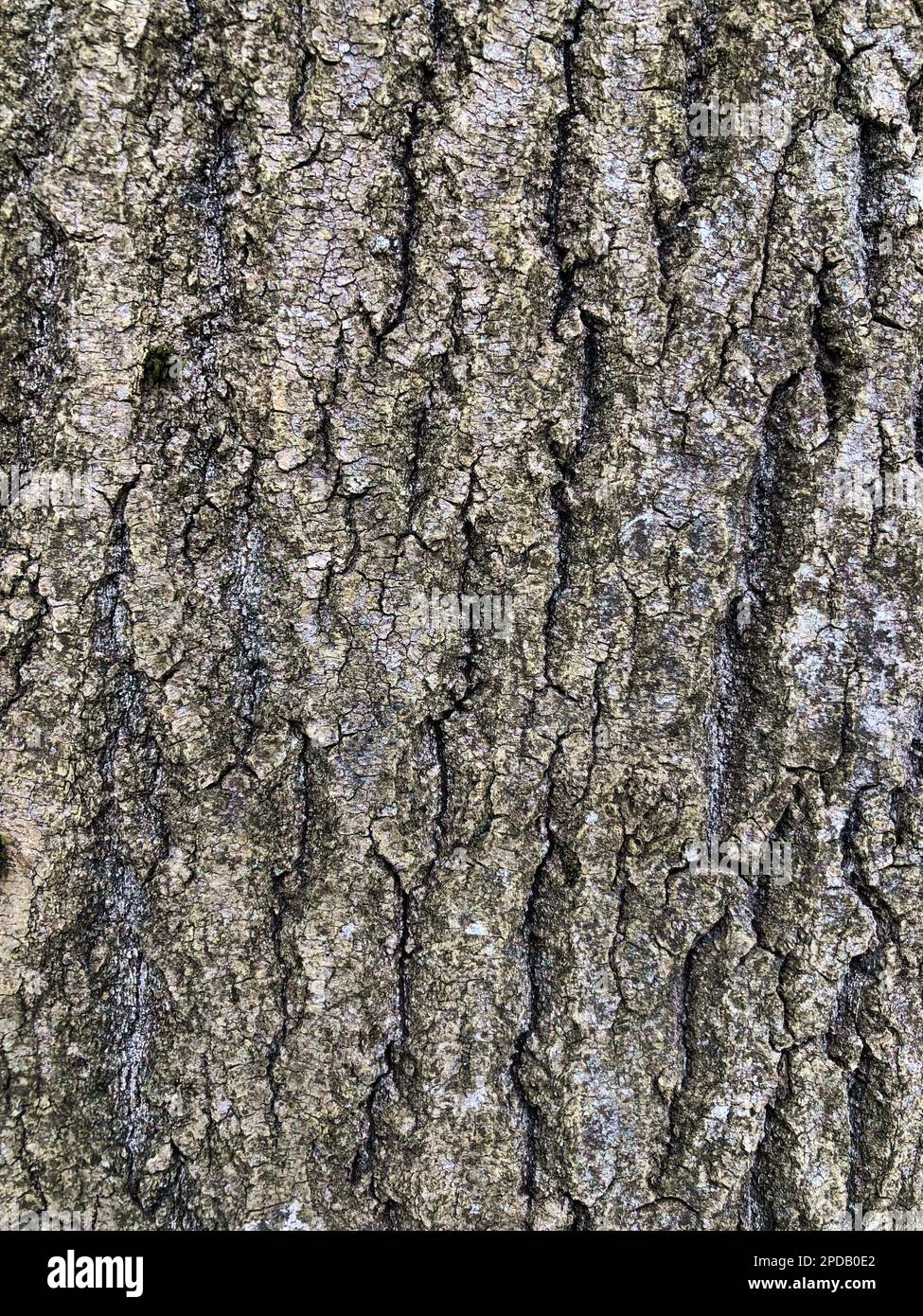 tough cracked relief tree bark, texture, abstract background Stock ...