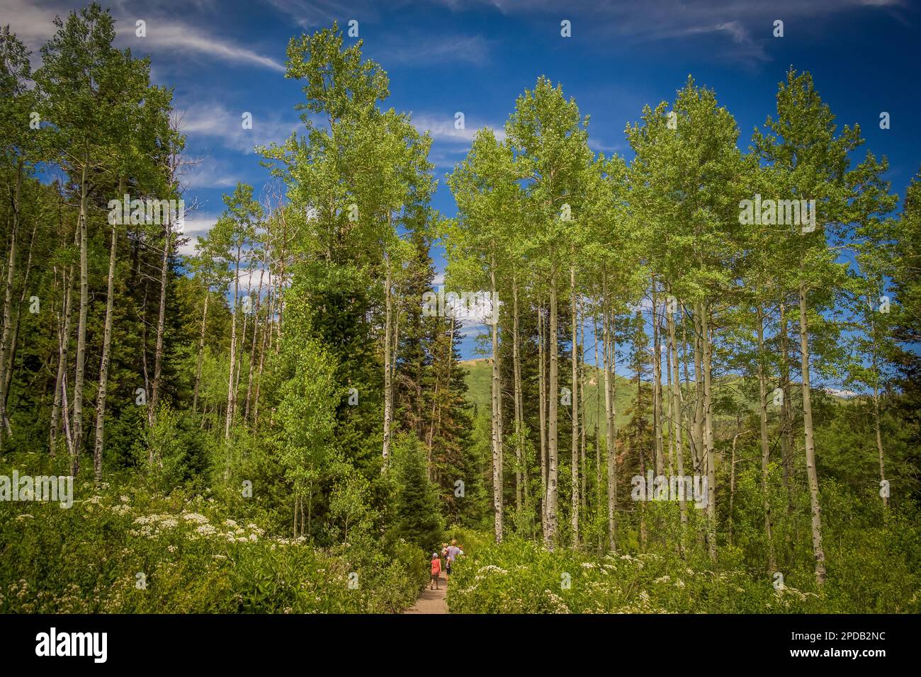 Tall aspen trees with trail and family hiking Stock Photo - Alamy