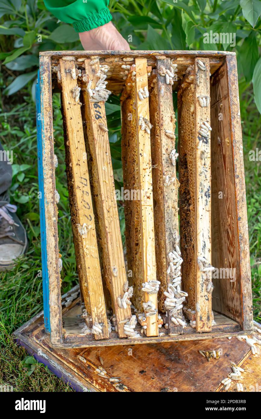 Wax moth larvae on an infected bee nest. cover of the hive is infected ...