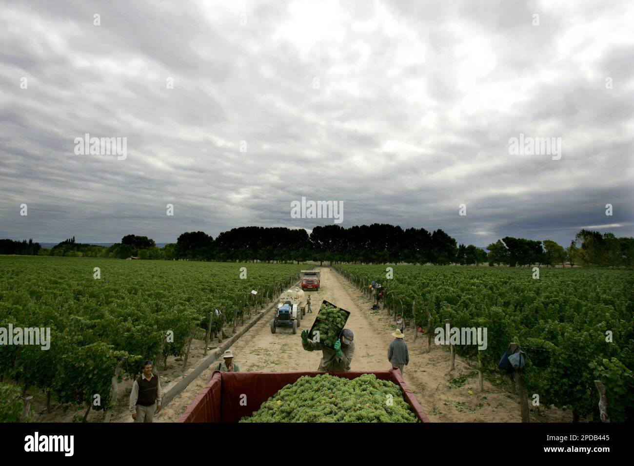 A worker lugs crates of fresh-harvest grapes from the fields to a farm ...