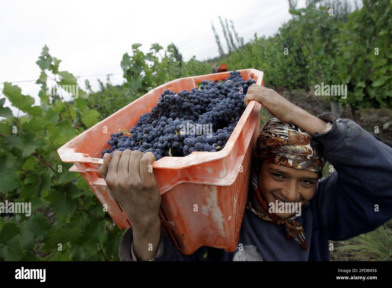 Carolina Abreu, 14, lugs crates of freshly harvested grapes from the ...