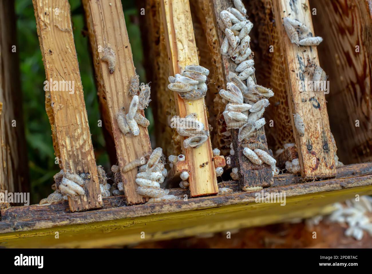 Wax moth webbing hi-res stock photography and images - Alamy