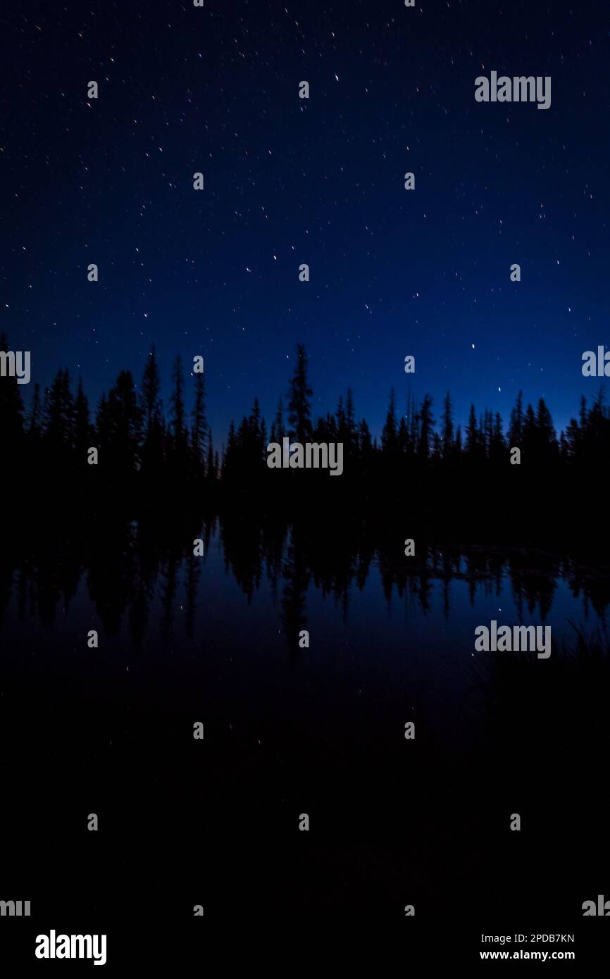 Stars at Night Above Forest Tree Line Stock Photo - Alamy