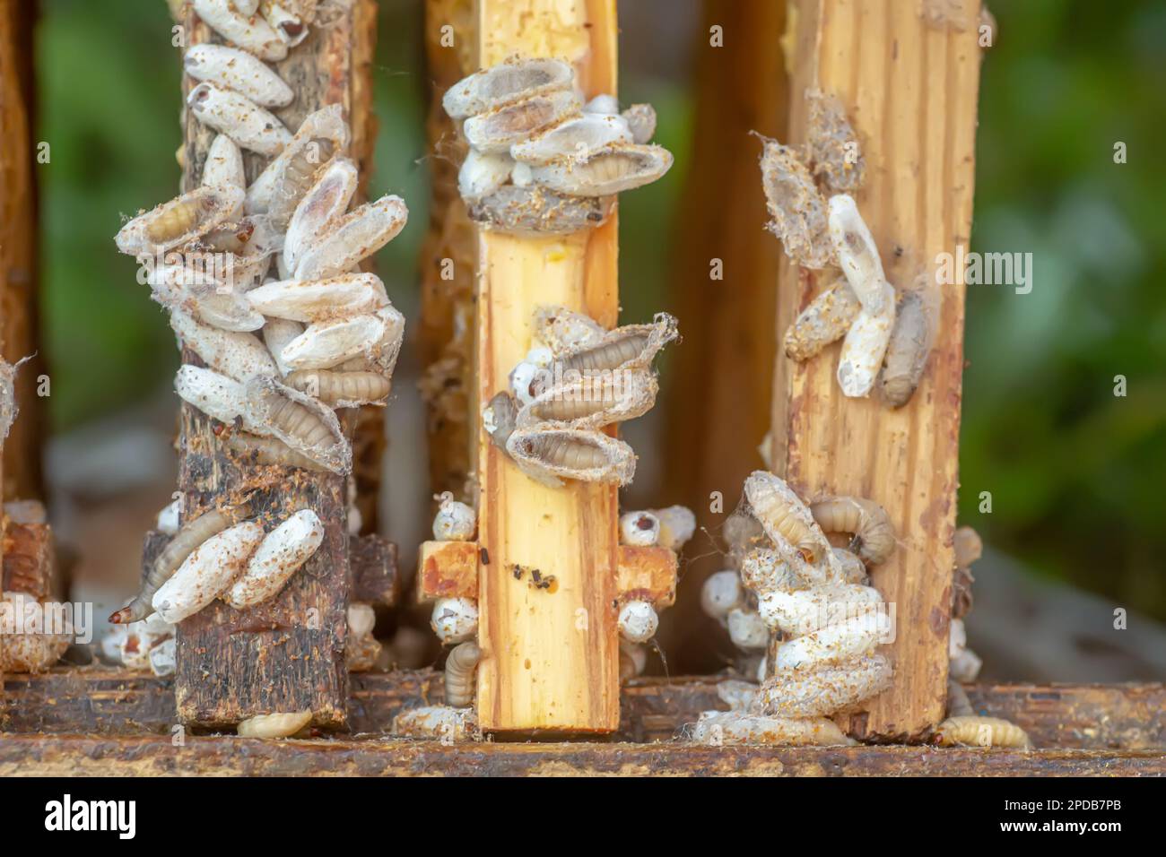 Fully-grown larvae form cocoons in comb debris, attached to frame or ...