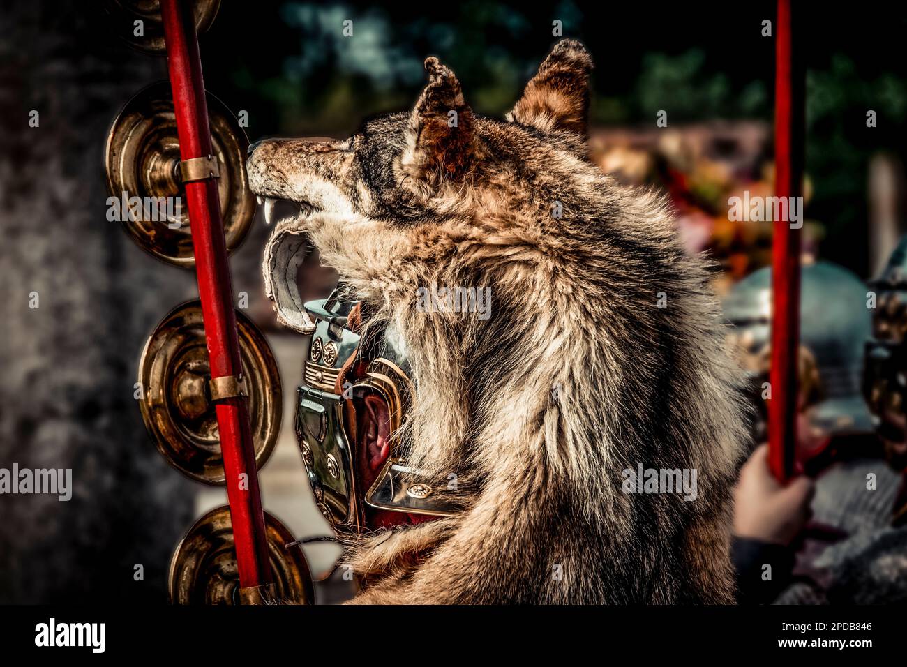 Roman legionnaire in helmet covered with wolf skin, holding legionary ...