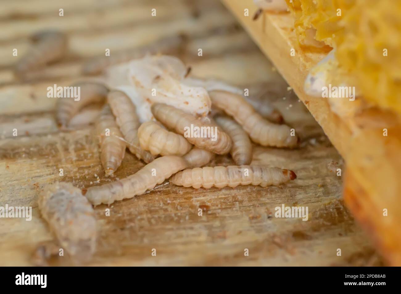 Fully-grown larvae form cocoons in comb debris, attached to frame or ...