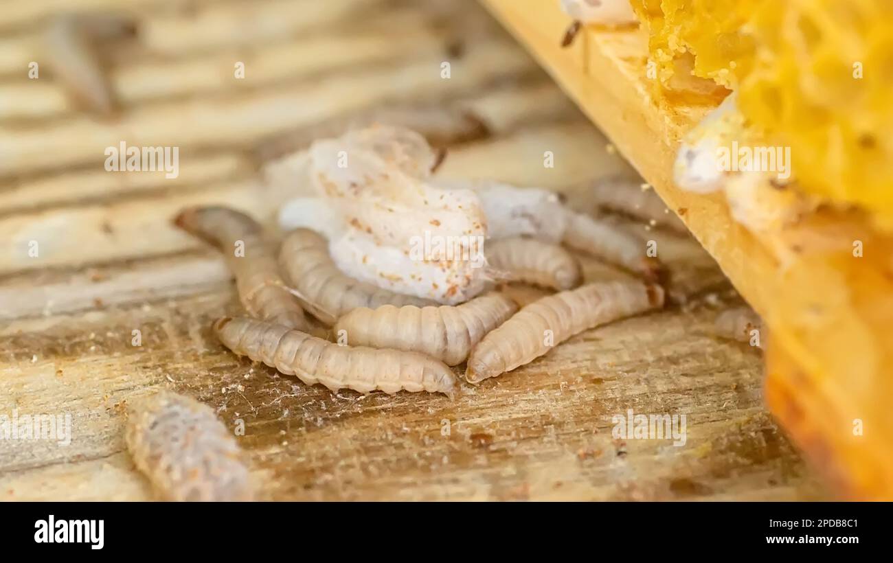 Fully-grown larvae form cocoons in comb debris, attached to frame or ...